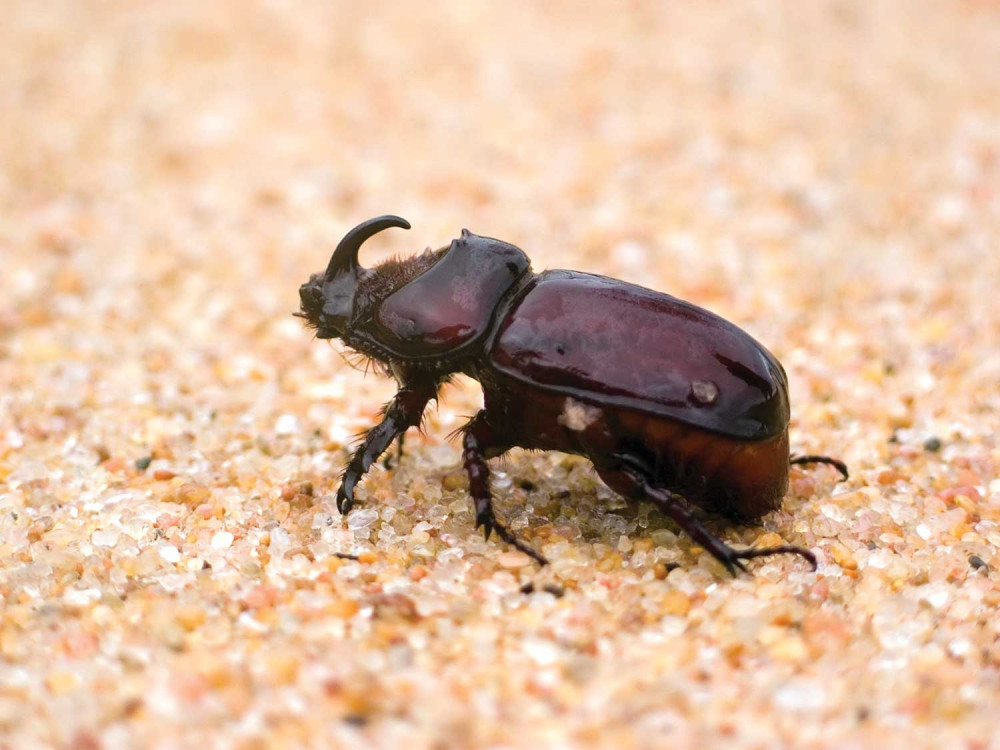 Die Klein Vyf van die dierewêreld