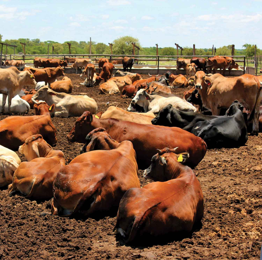 Treatment Of Corridor Disease In Cattle at Poppy Bleasdale blog