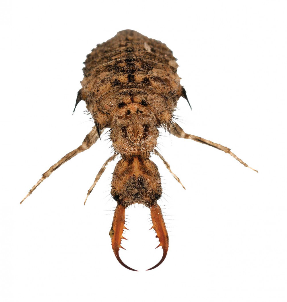 Die Klein Vyf van die dierewêreld