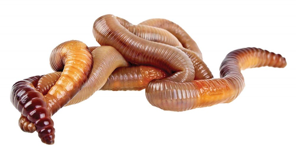 Erdwurminteraksies – effek op die grond en die mens