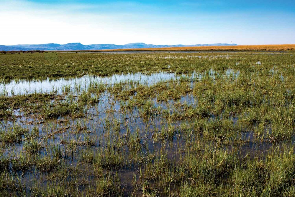 Die waarde van vleilande