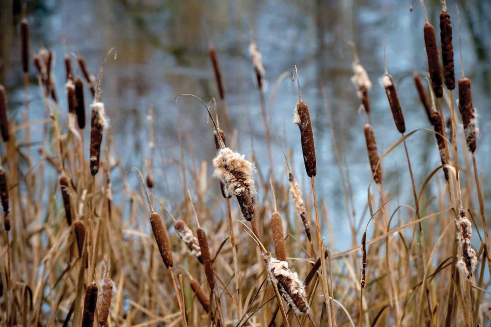 Die waarde van vleilande