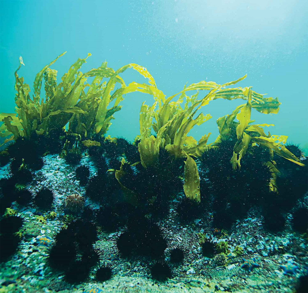 Status van SA se ekostelsels en biodiversiteit