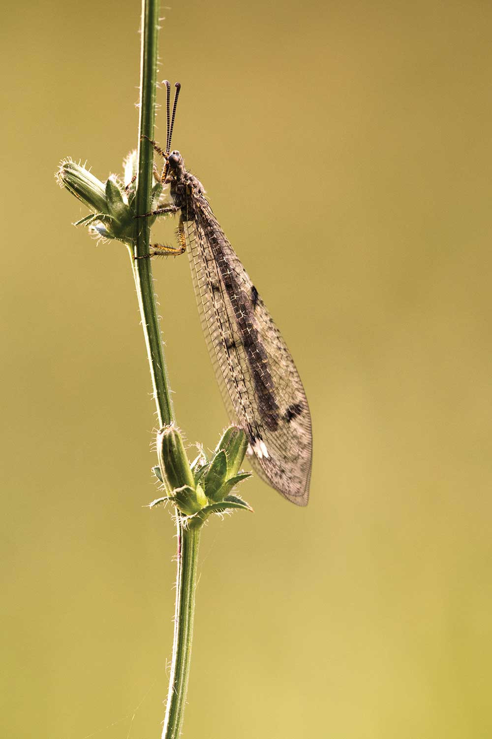 Die Klein Vyf van die dierewêreld
