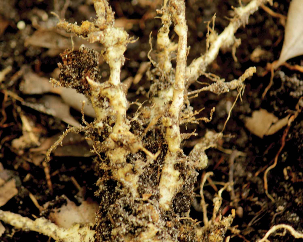 Aalwurmbeheer nodig op eenjarige gewasse