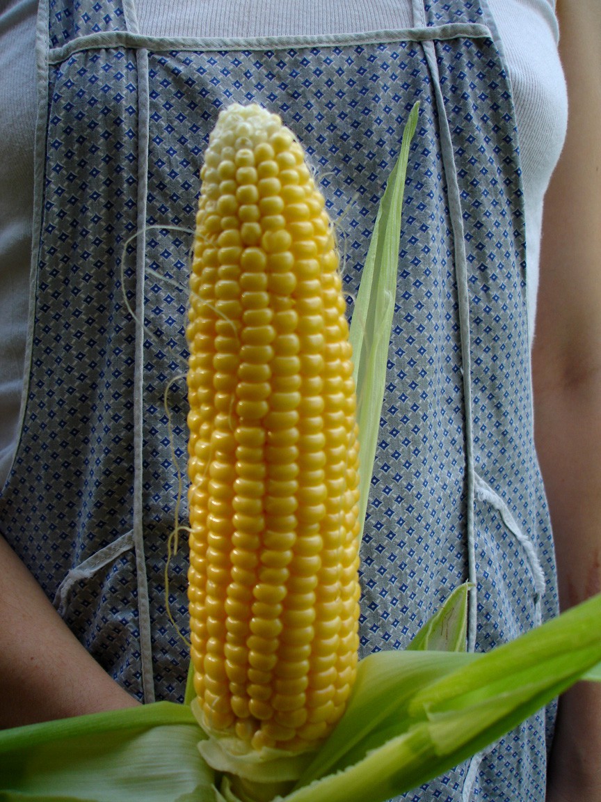 Biotek-gewasse kan baie bydra om teen 2050 ‘n wêreldbevolking van nege ...