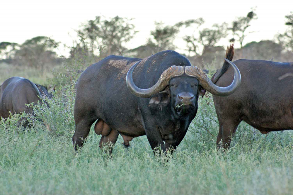 Buffelboerdery in Suid-Afrika