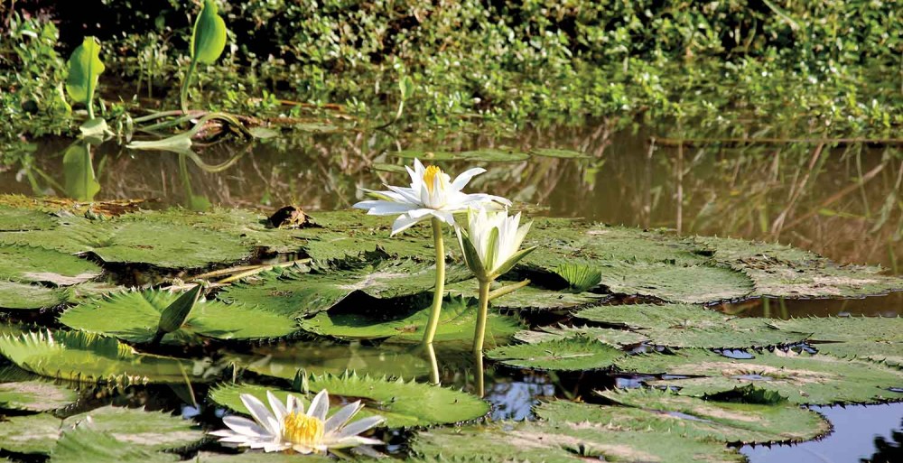 Die waarde van vleilande