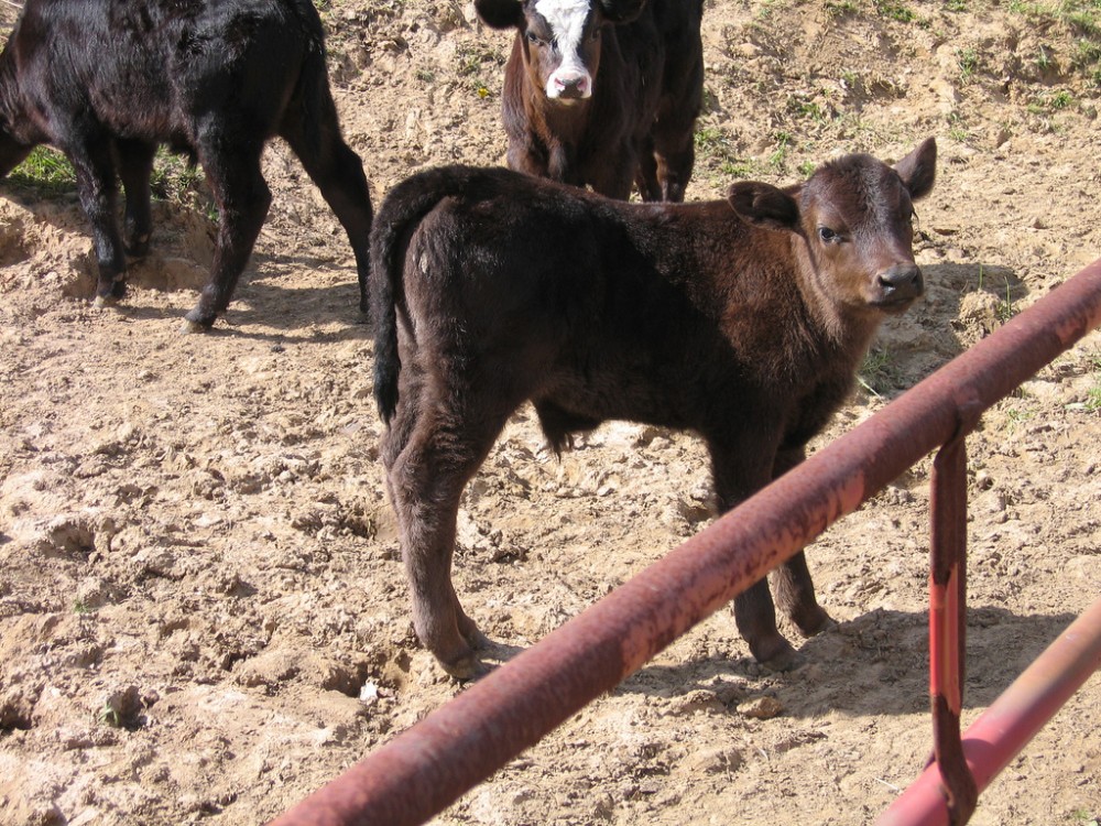 Groei en ontwikkeling van diere