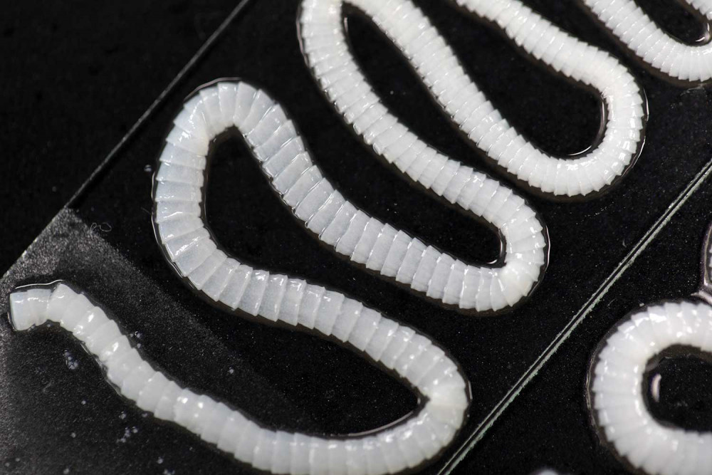 Lintwurms by kleinvee vertel ’n storie