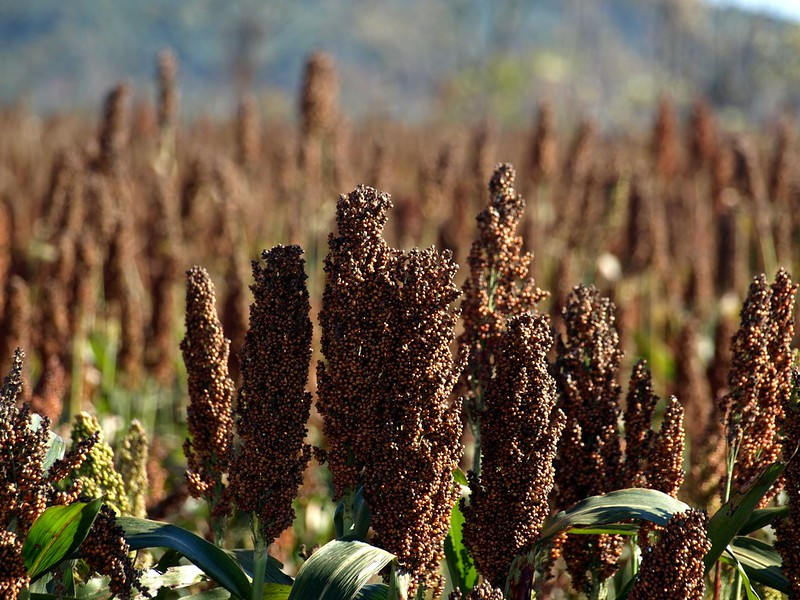 Organic crop practices affect long-term soil health