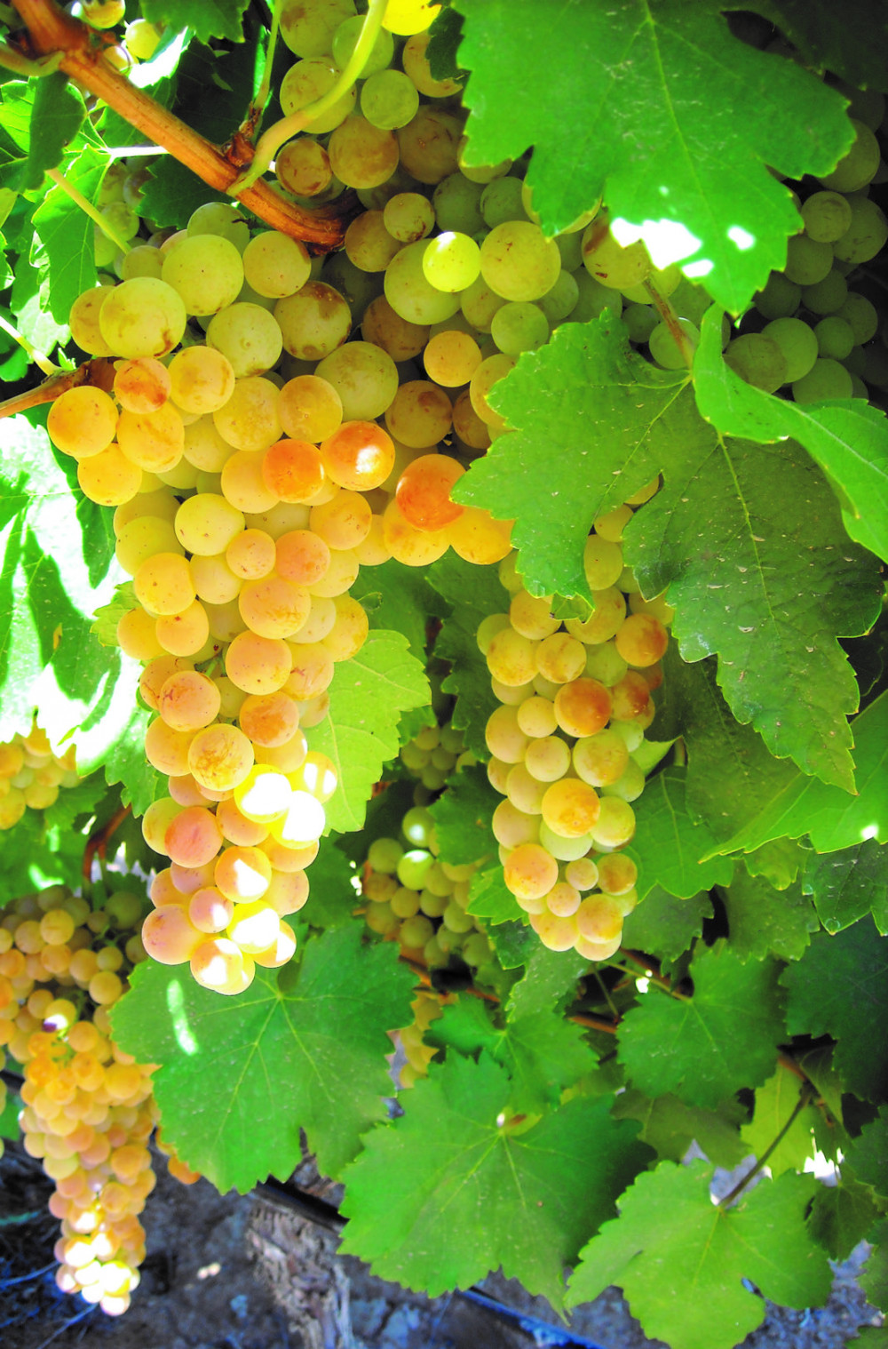 The ARC launches 'Sundowner' – an outstanding raisin grape cultivar