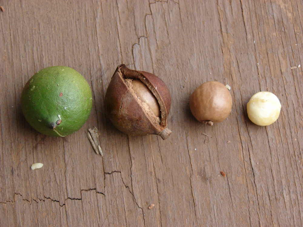 The ‘DryMac’: A global innovation in macadamia drying and storage solutions