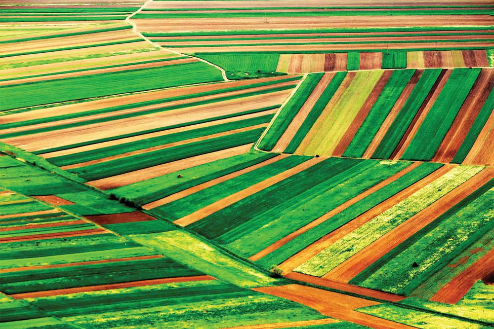 Understanding field crops: Summer crops and winter cereals